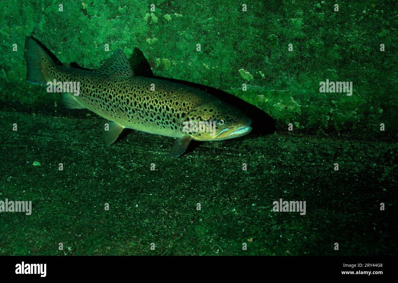 Underwater archaeological heritage hi-res stock photography and images ...