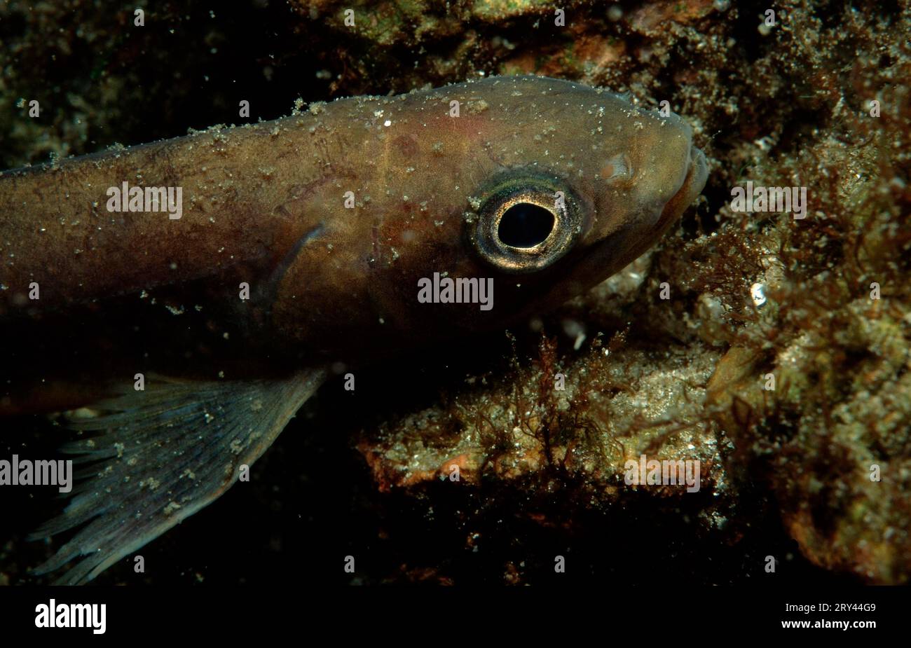 Char, Italy (Salvelinus alpinus salvelinus), Schwarzreuter, Lago di ...