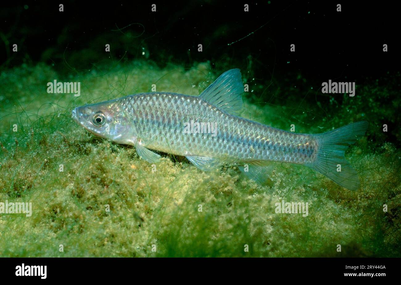 Stone moroko (Pseudorasbora parva), quarry pond, Alsace, France Stock ...