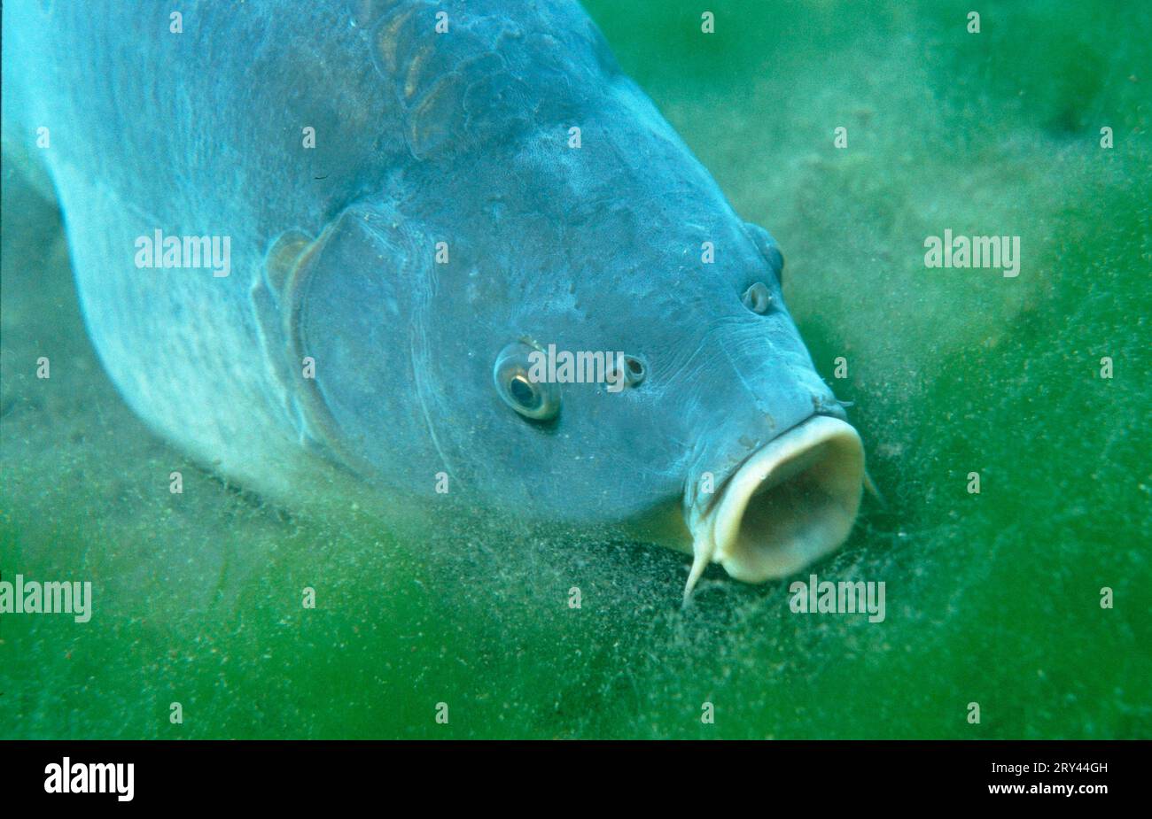 Mirror carp underwater hi-res stock photography and images - Alamy