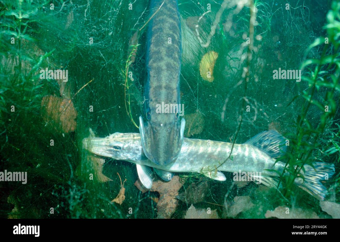 Northern Pike eating other Pike, Baden-Wuerttemberg, River Pike (Esox ...