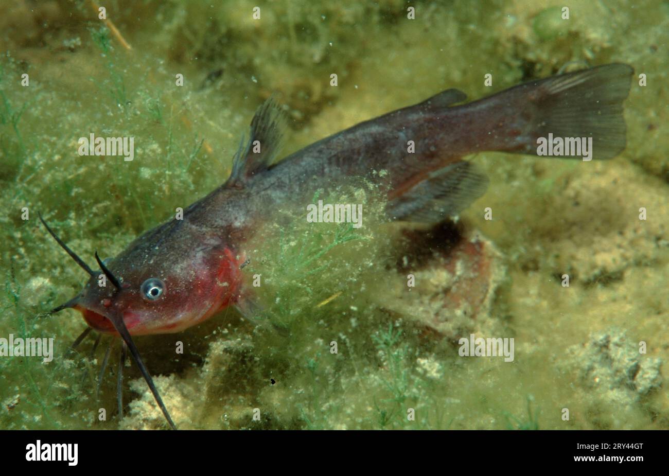 Horned pout catfish hi-res stock photography and images - Alamy