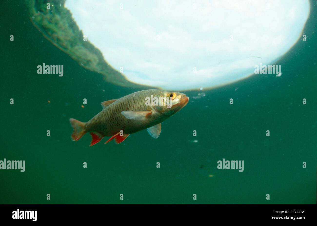 Rudd fresh water hi-res stock photography and images - Alamy