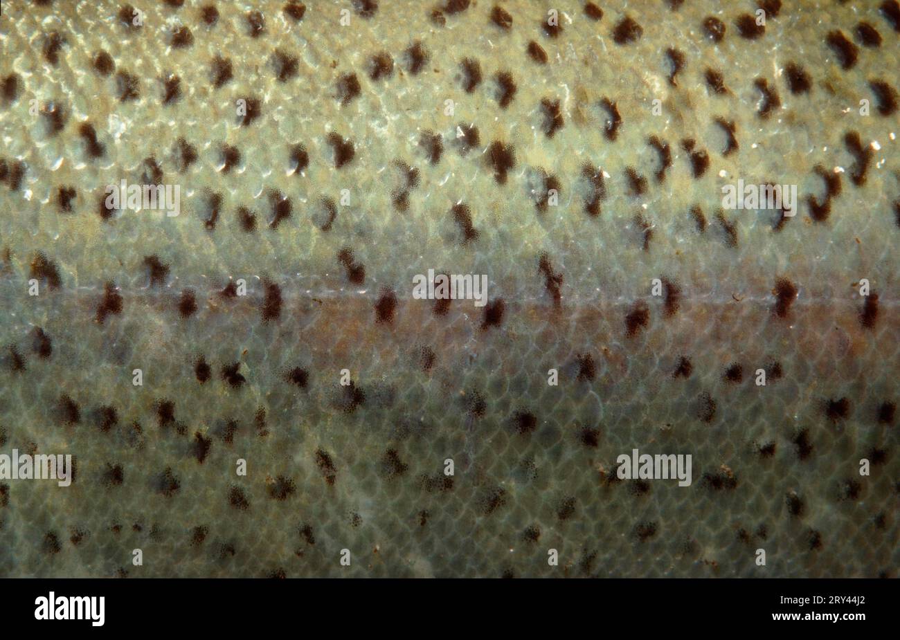 Rainbow Trout, skin with scales, Regenbogenforelle (Oncorhynchus mykiss ...