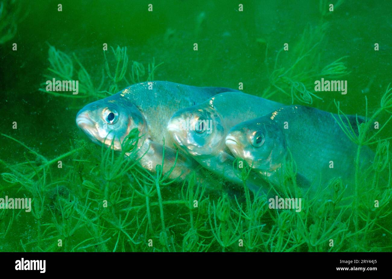 Common bream (Abramis brama), Austria Stock Photo - Alamy