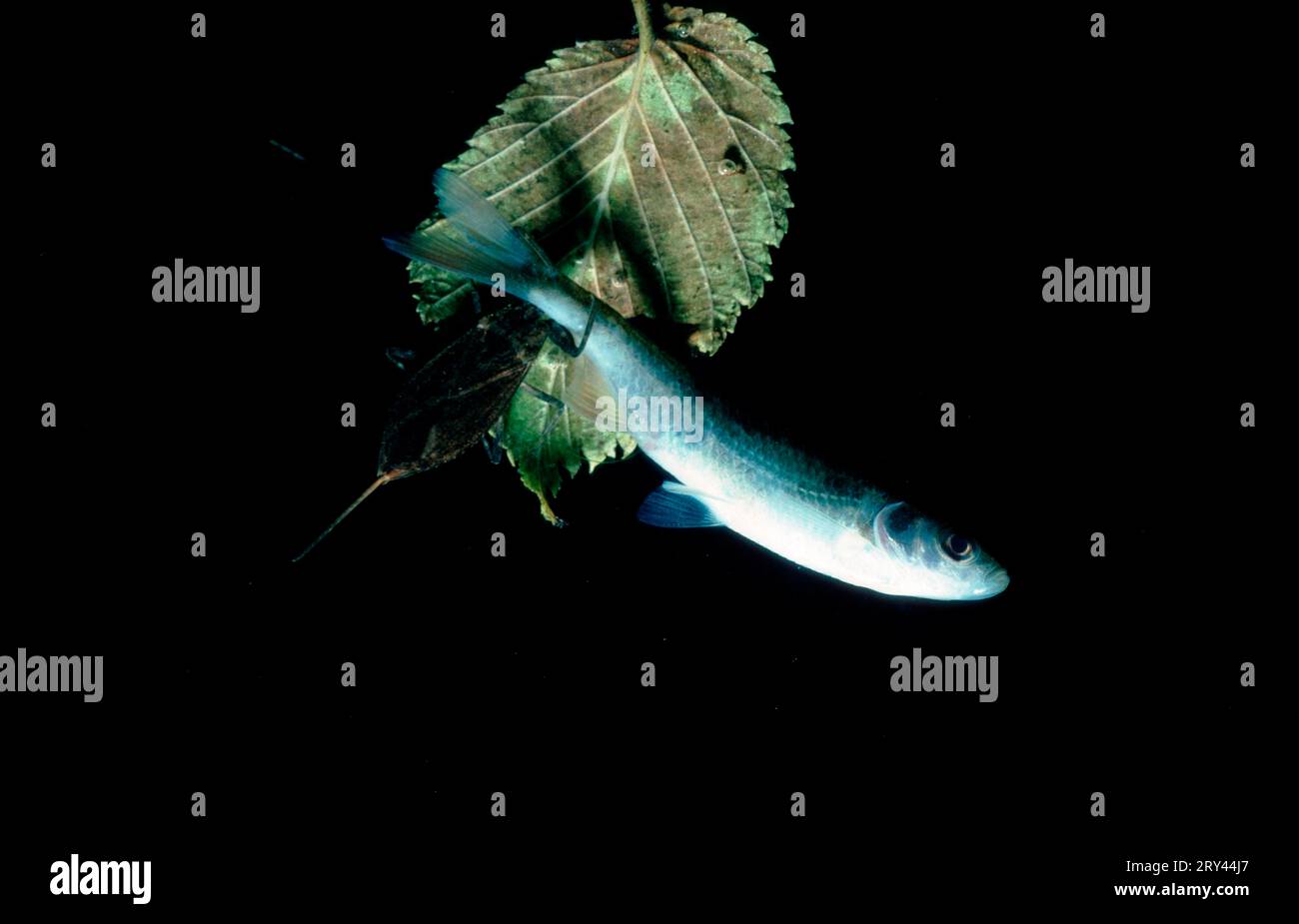 Nepa rubra hi-res stock photography and images - Alamy