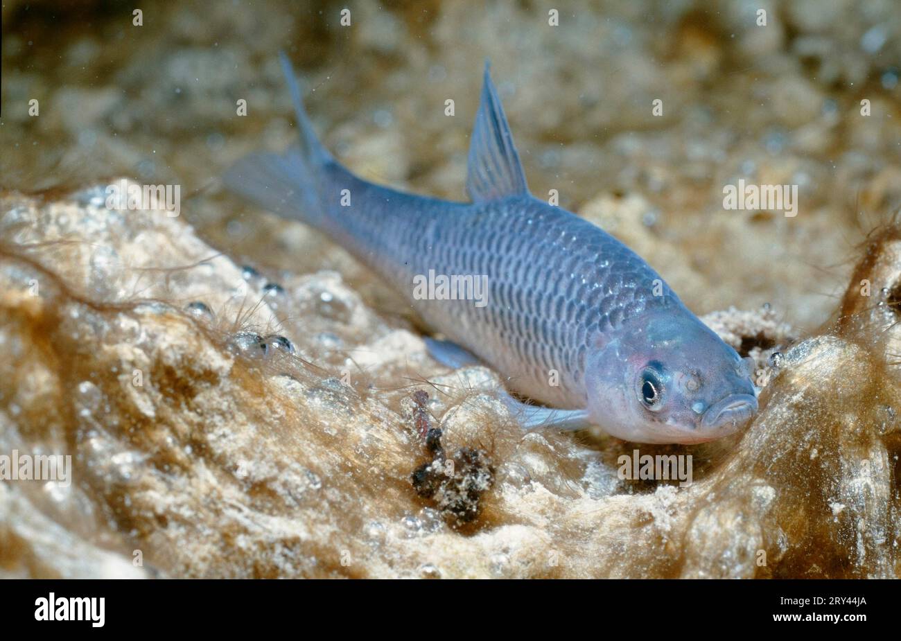 The stone moroko pseudorasbora parva hi-res stock photography and ...