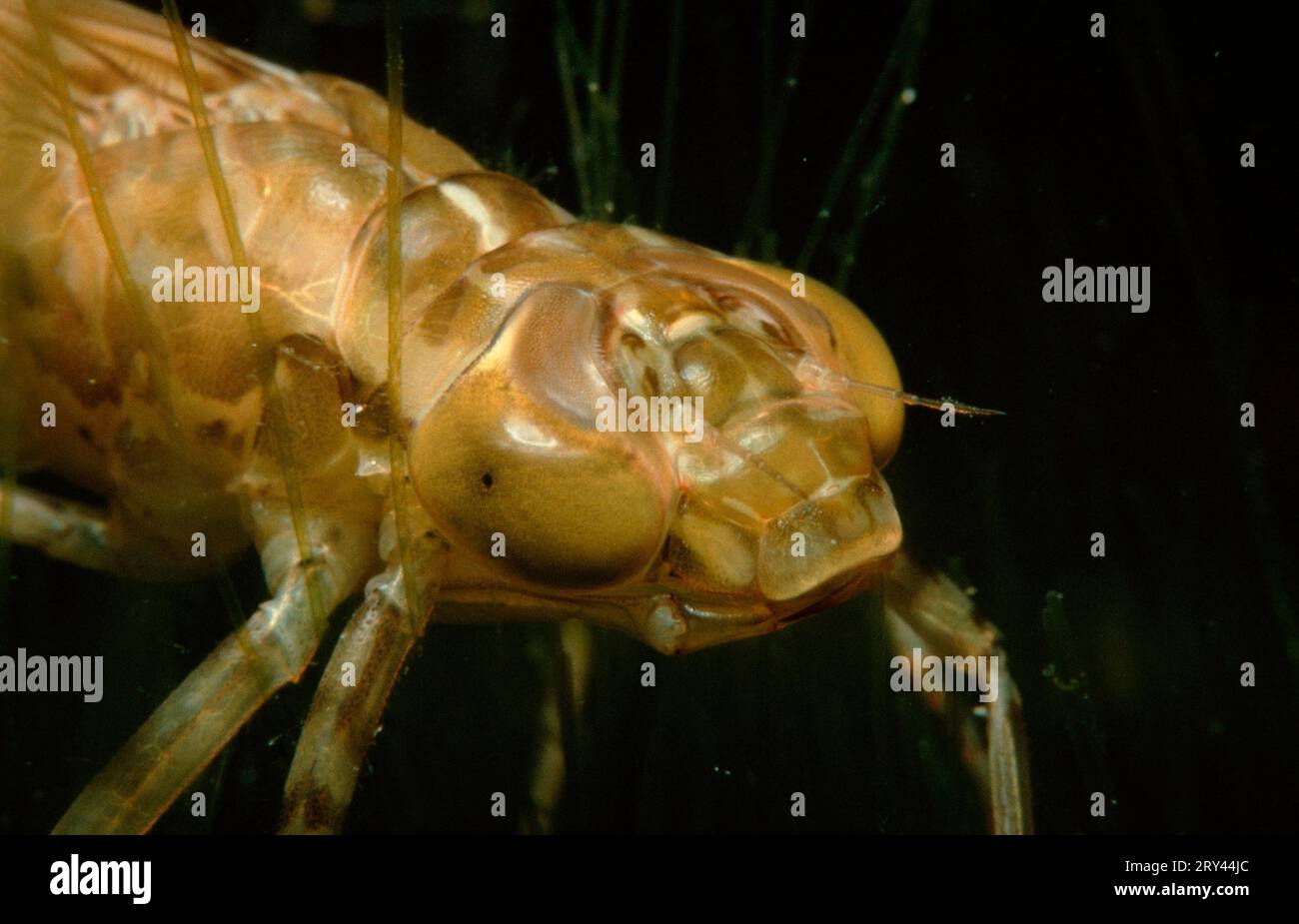 Emperor Dragonfly, larva, Baden-Wuerttemberg, Large damselfly (Anax ...