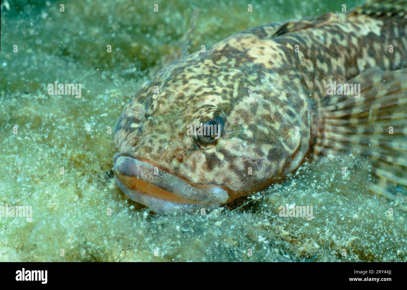 Miller's Thumb, Kaulkopf, Bavaria, Muehlkoppe (Cottus gobio), Other ...