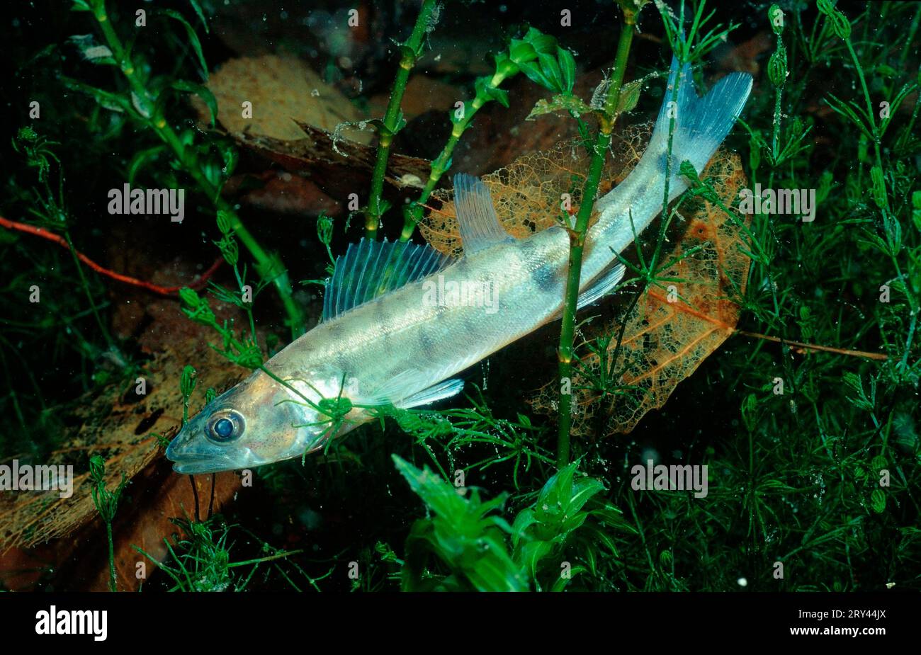 Zander unterwasser hi-res stock photography and images - Alamy