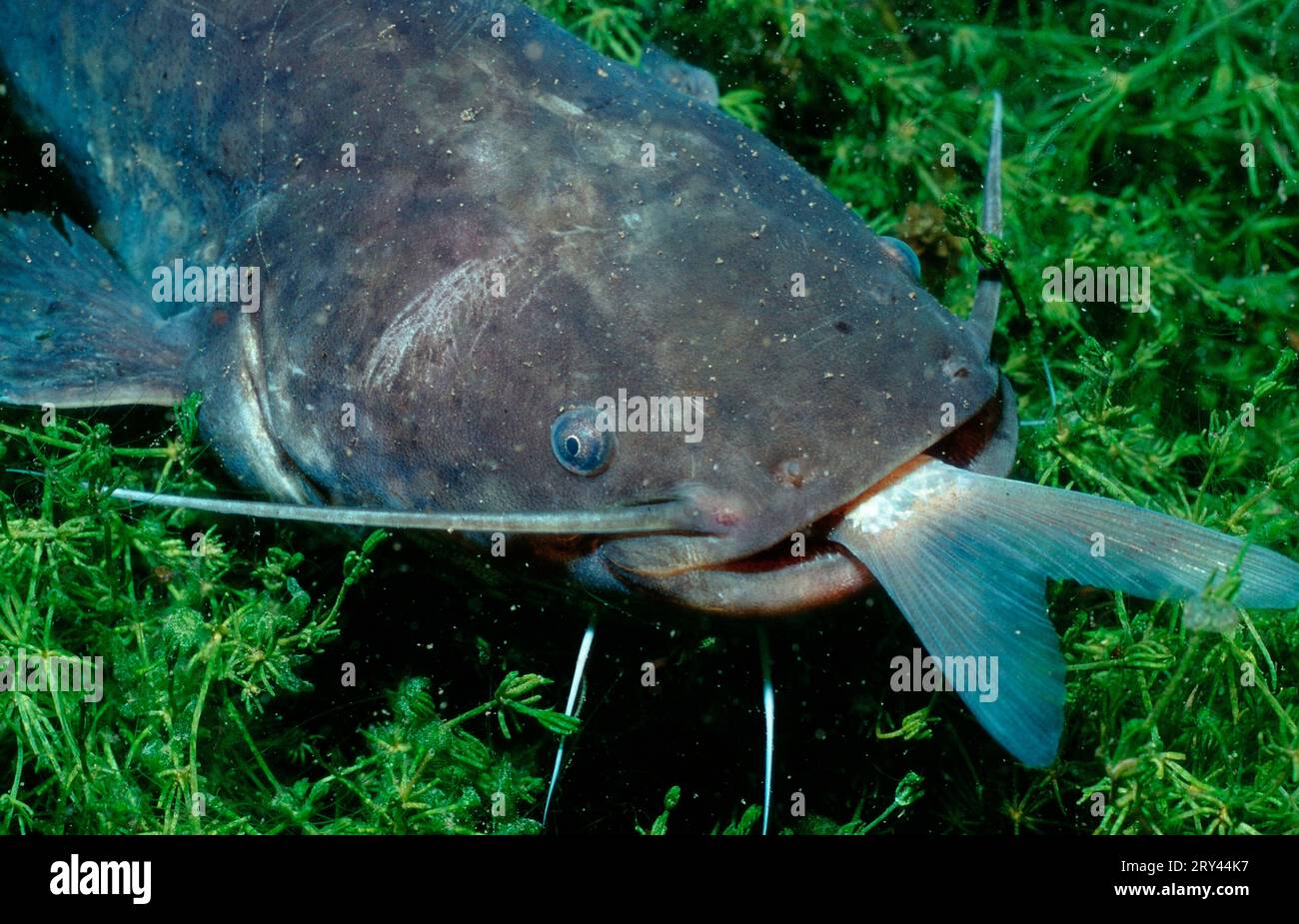 Catfish lake europe hi-res stock photography and images - Alamy