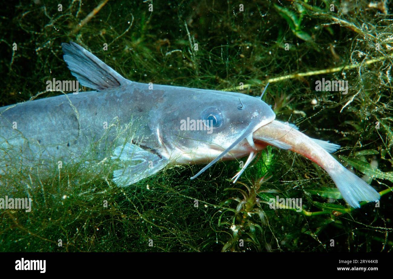 Horned Pout eating Common Bleak, Baden-Wuerttemberg (Ictalurus ...