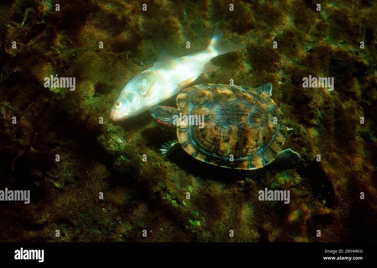 Red-cheeked ornate turtle eats roach (Rutilus rutilus), Altrheinarm ...