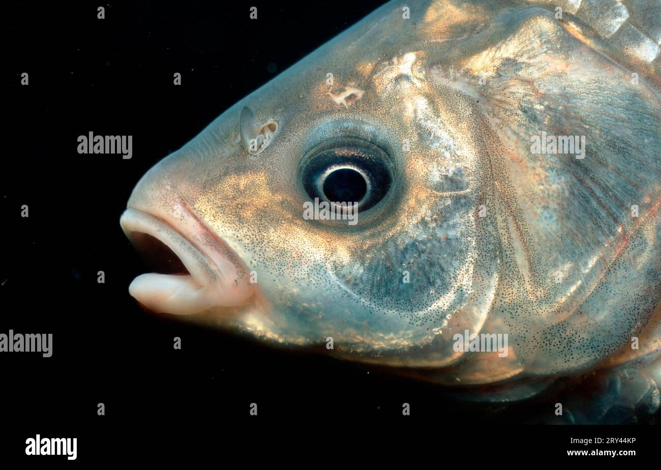 Gibel Carp, Baden-Wuerttemberg (Carassius auratus gibelio), Giebel ...