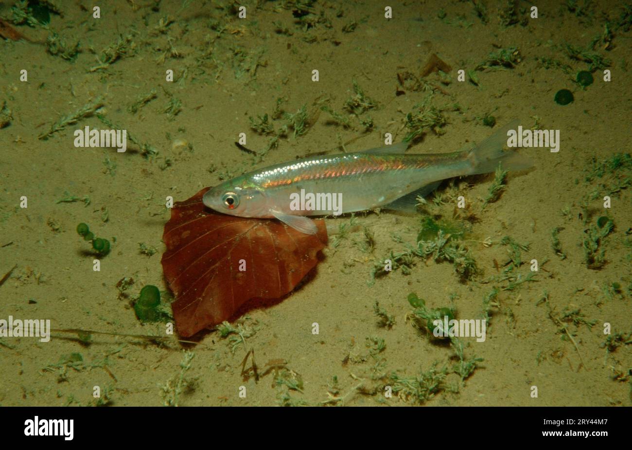 Common Bleak, Austria, Ukelei (Alburnus alburnus), Donaualtwasser ...