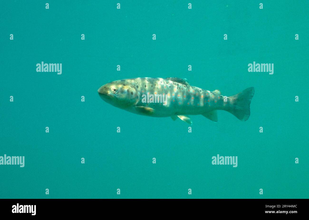 Brown Trout, Austria, brown trout (Salmo trutta fario), Ennser ...