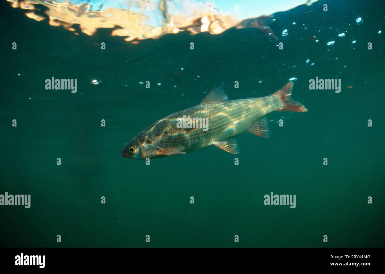 Common nase (Chondrostoma nasus), Weissensee drain, Carinthia, lateral ...