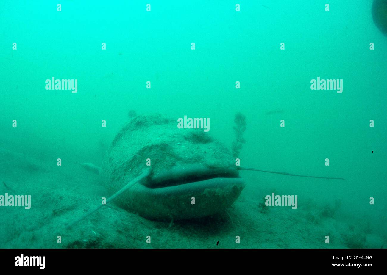 European wels catfish hi-res stock photography and images - Alamy