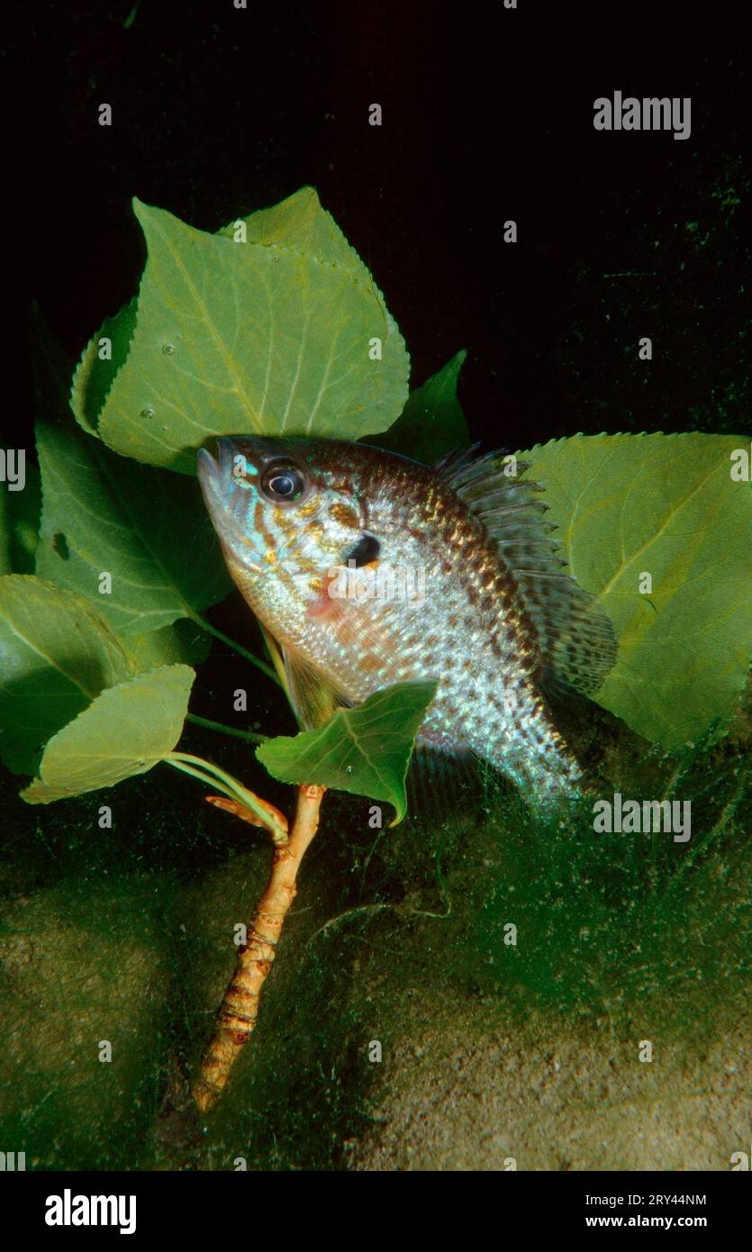 Common sunfish lepomis gibbosus hi-res stock photography and images - Alamy
