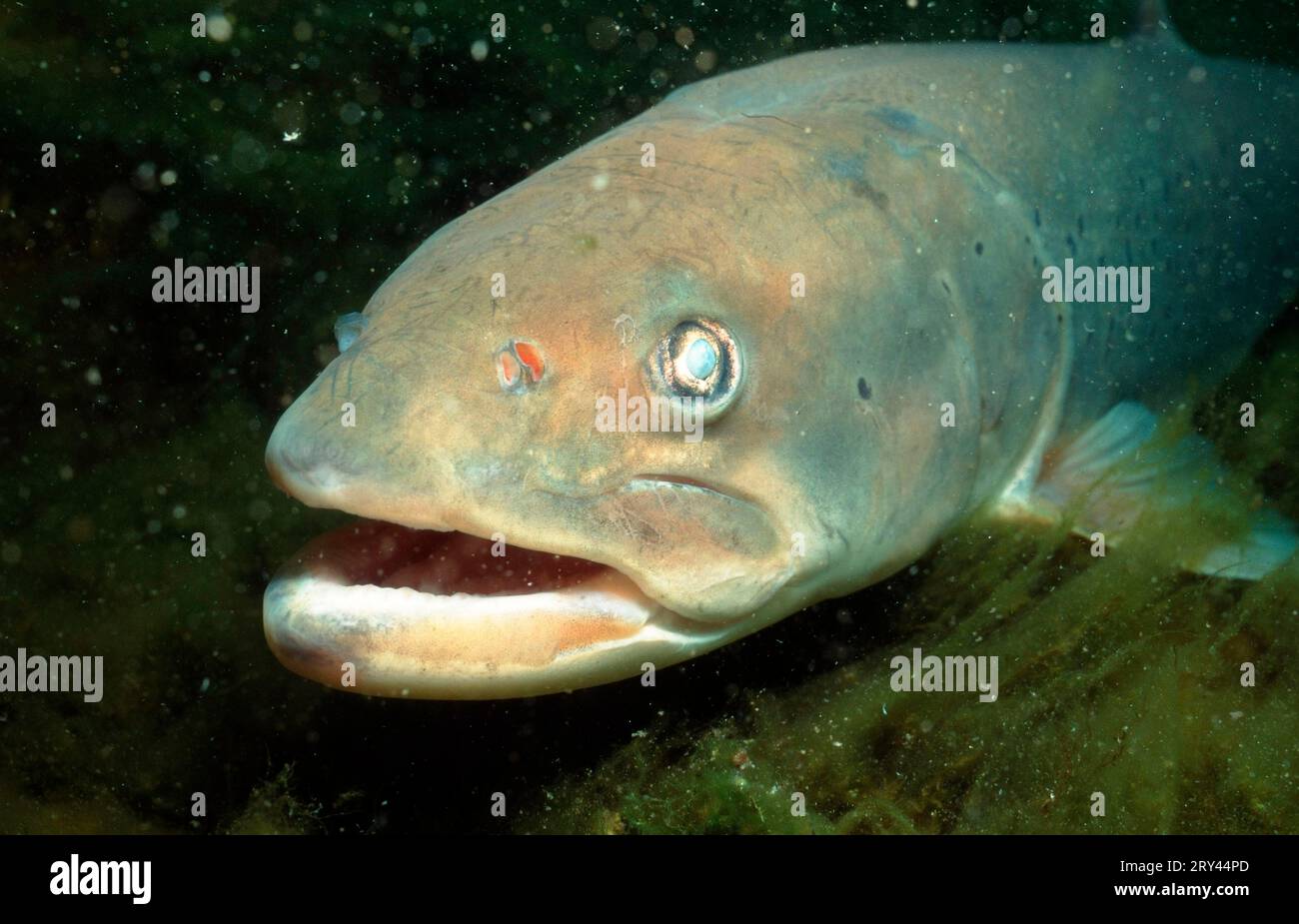 Danube Salmon, Danube salmon (Hucho hucho), Naab, Bayern, Andere Tiere ...