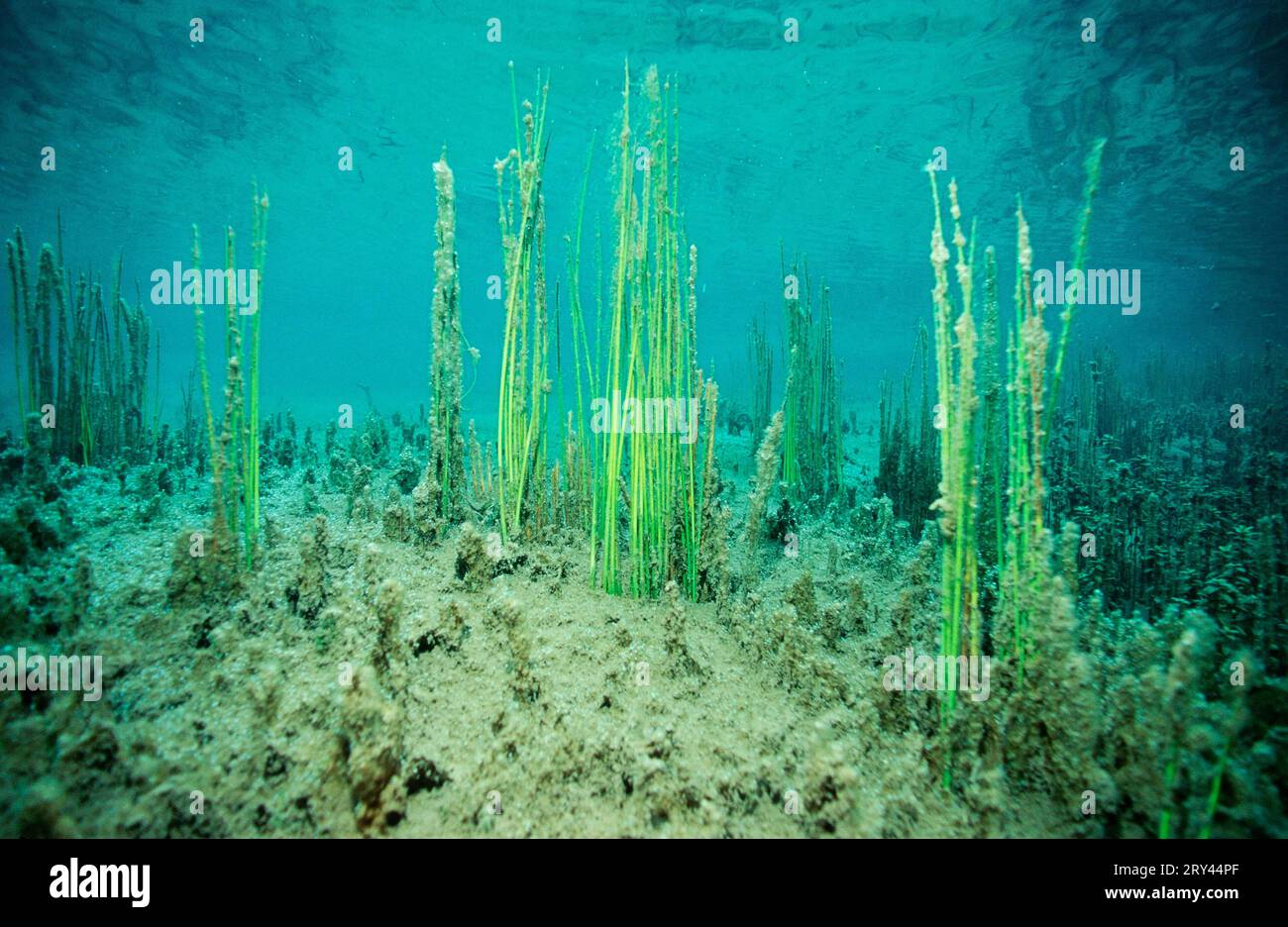 Under water landscape, Baden-Wuerttemberg, underwater landscape in ...