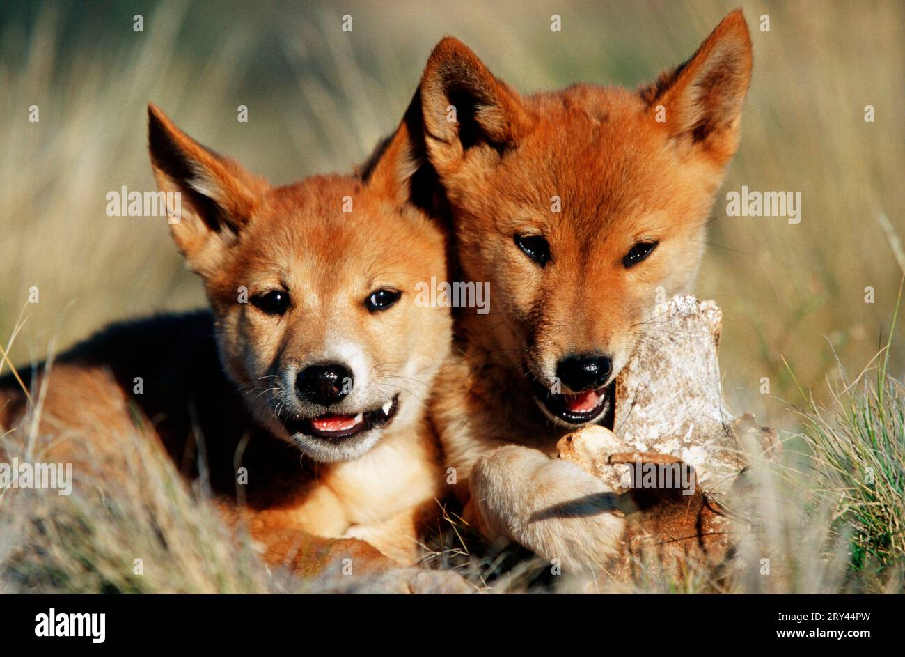 Dingo canis lupus dingo male hi-res stock photography and images - Alamy
