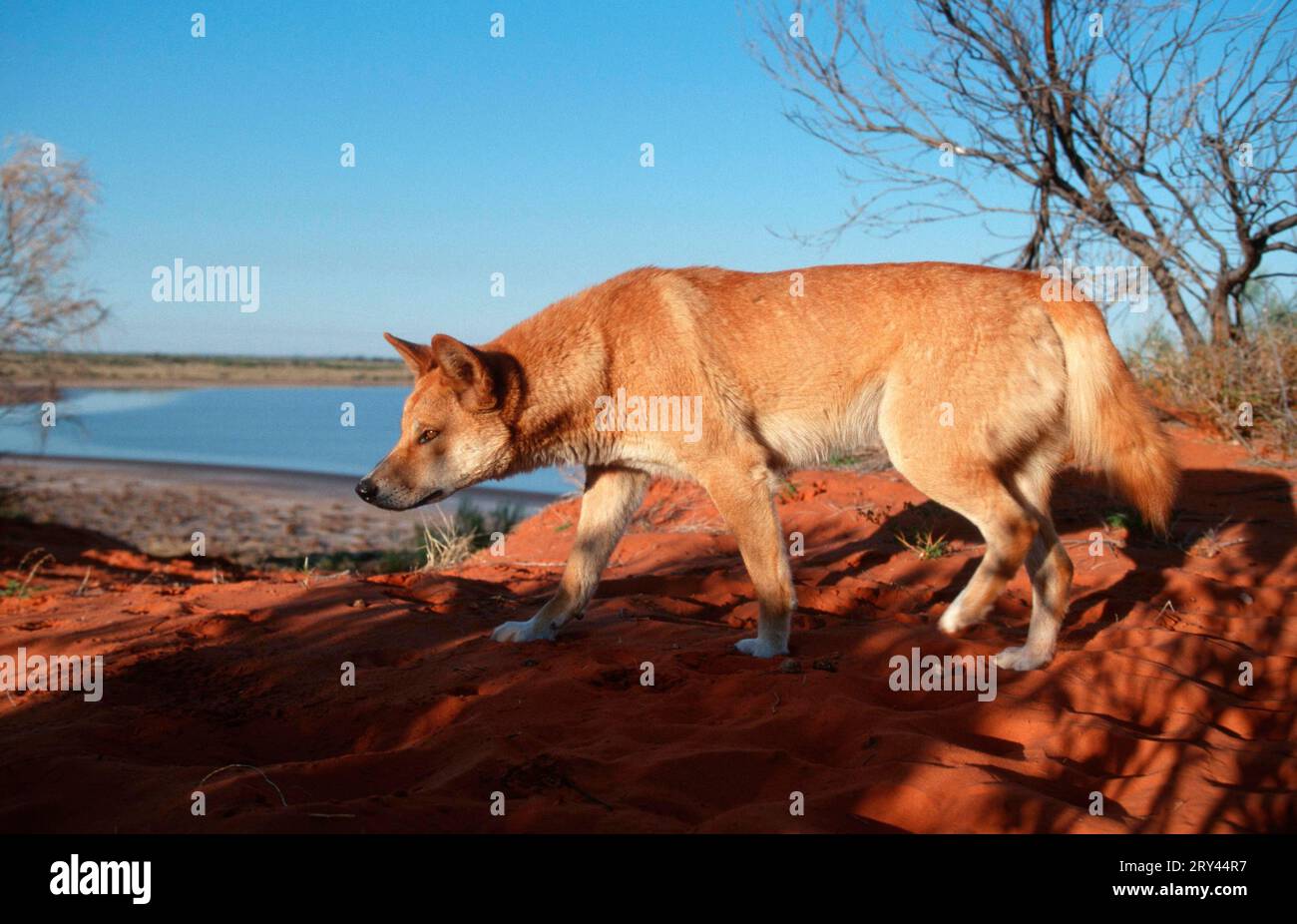 Dingo (Canis familiaris dingo) Northern Territory, Australia Stock ...