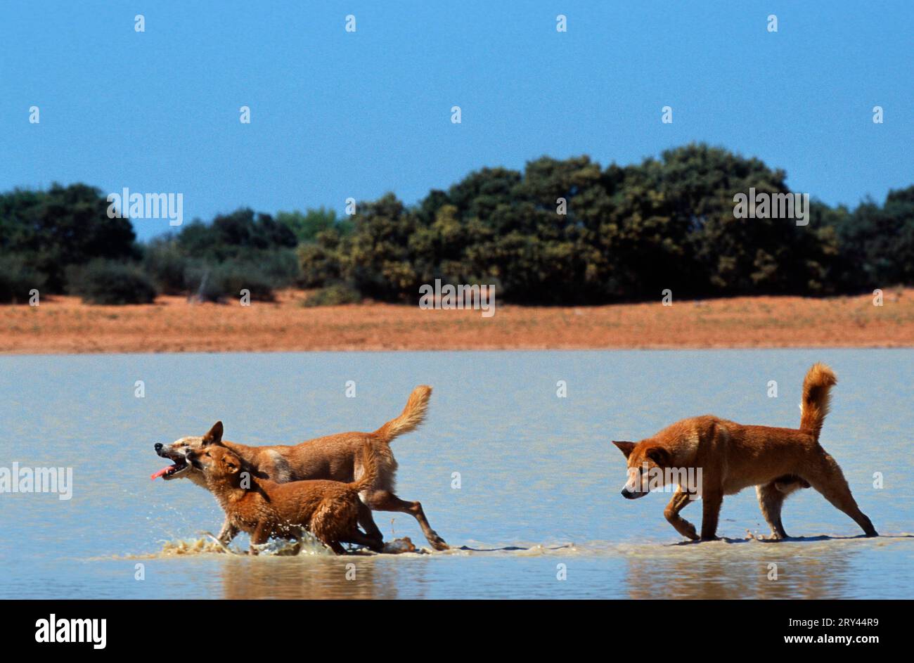 (Canis lupus dingo Stock Photo - Alamy
