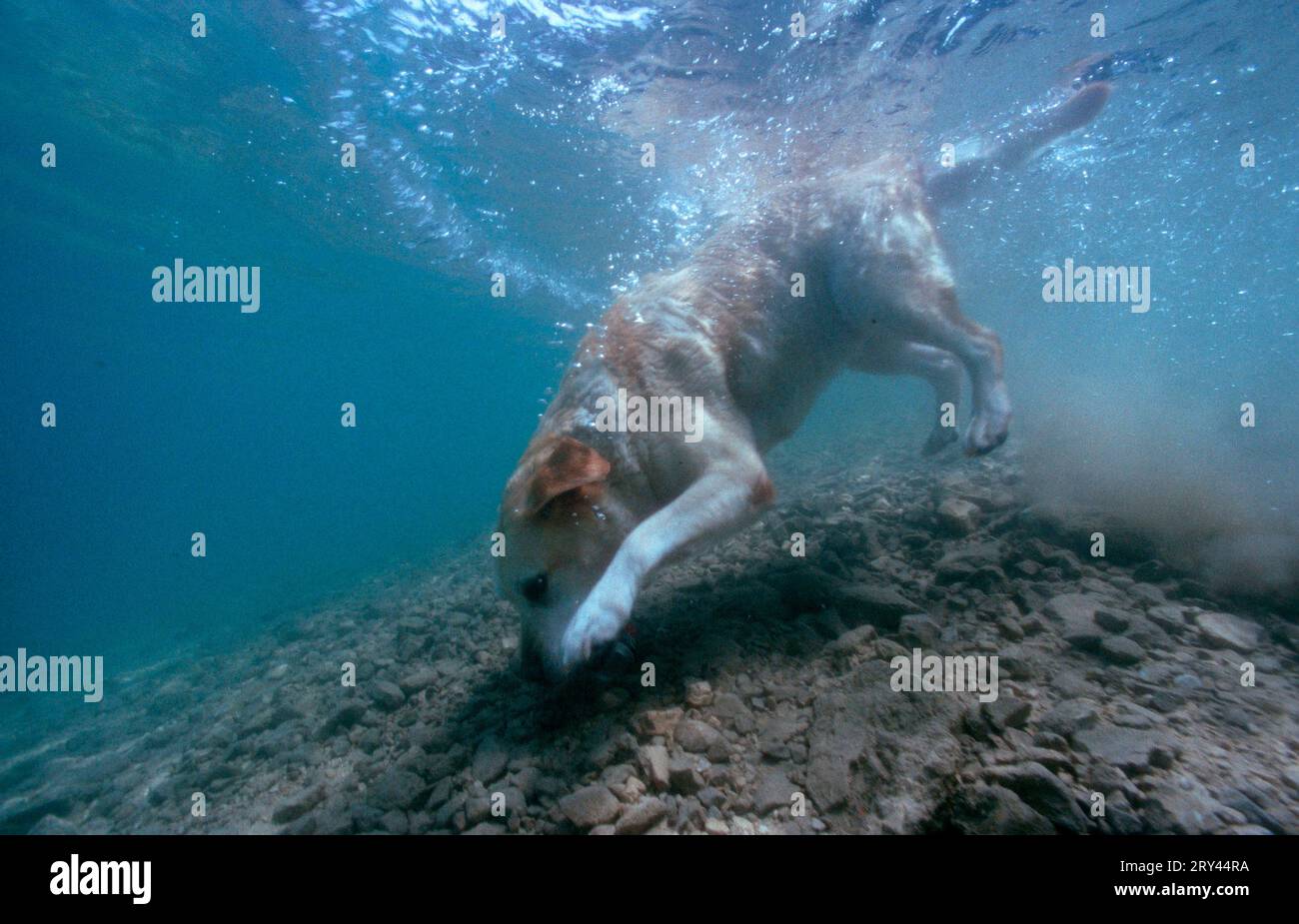 Labrador Retriever diving, Austria, diving Labrador Retriever ...