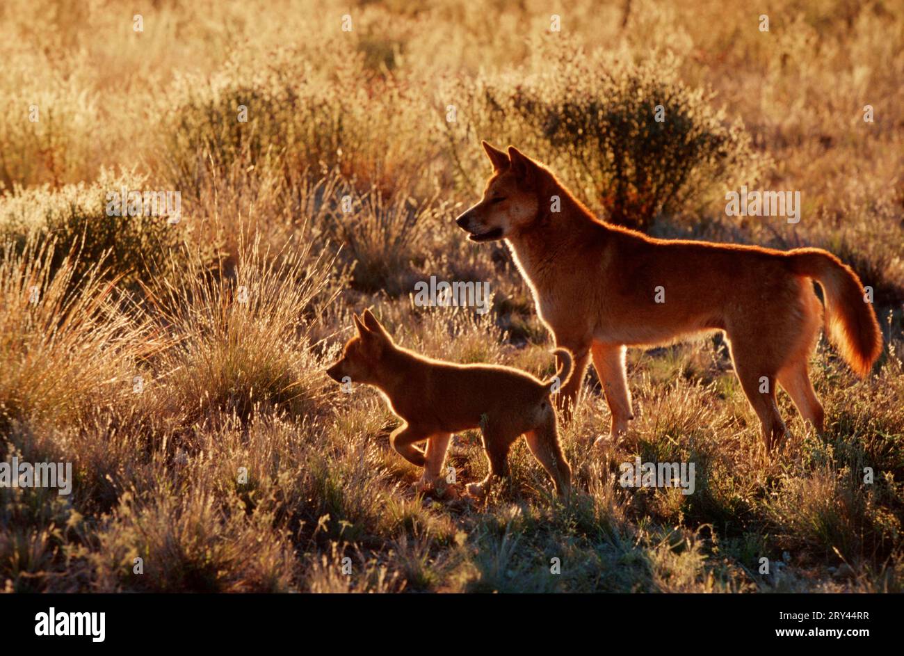 Dingo (Canis familiaris dingo) and puppy, male, Northern Territory ...