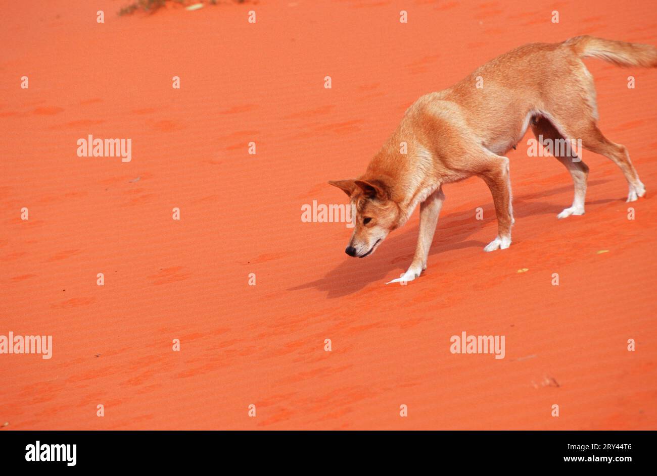 Dingo animal hi-res stock photography and images - Alamy