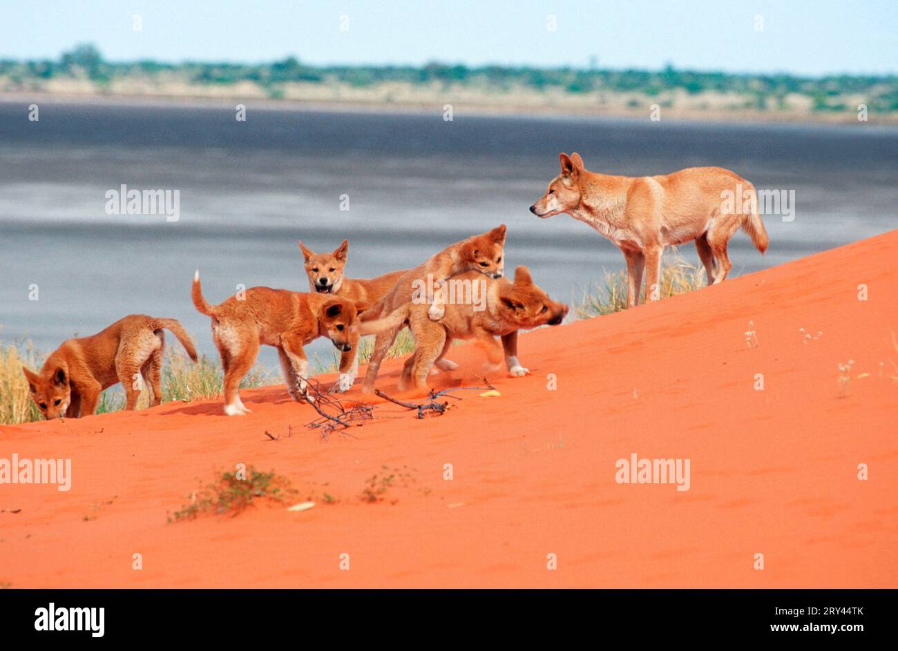 Dingo pack hi-res stock photography and images - Alamy