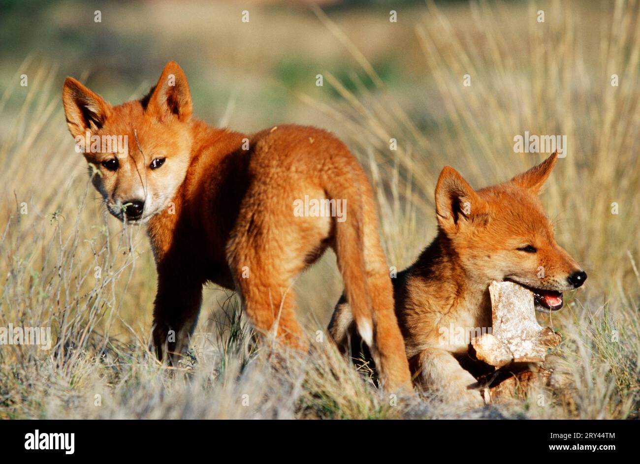 Dingo (Canis familiaris dingo) Northern Territory, Australia Stock ...