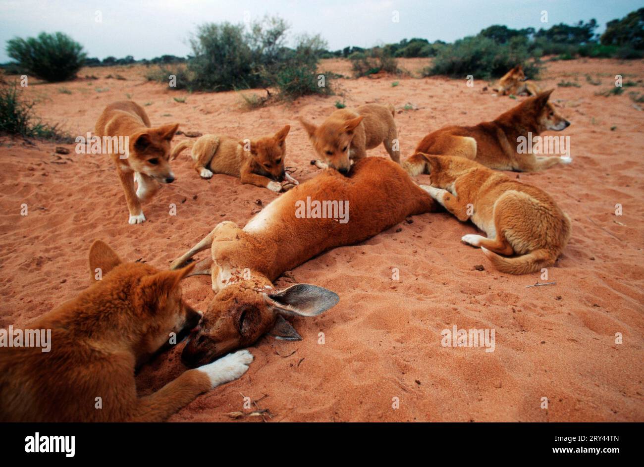 Dingo pack hi-res stock photography and images - Alamy