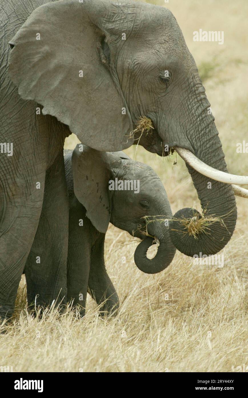 Elephant calf cow feeding hi-res stock photography and images - Alamy