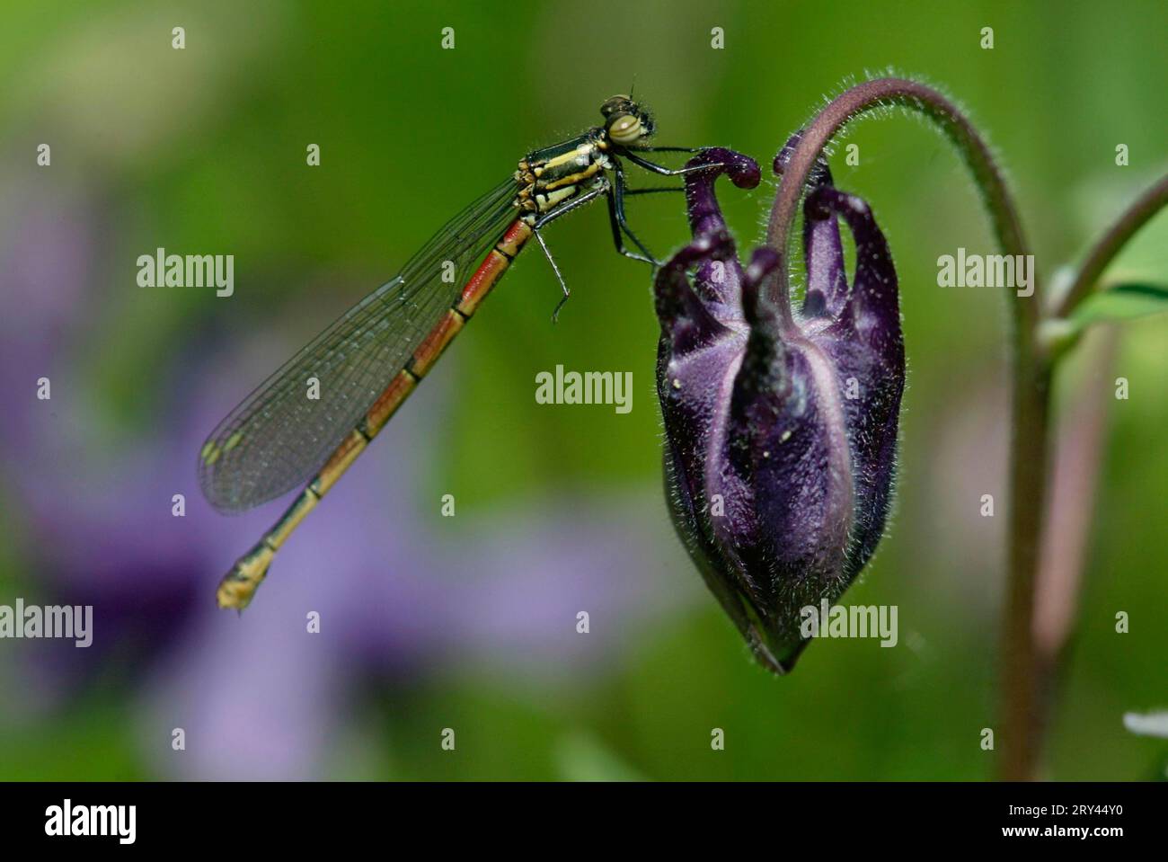 Large damselfly, lateral, side, Germany, large red damselfly ...