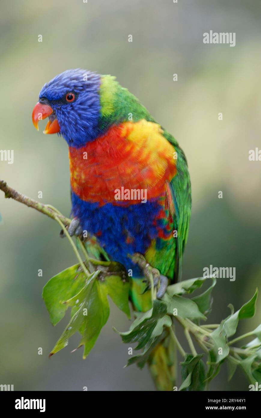 Rainbow Lory, Australia (Trichoglossus haematodus moluccanus ...