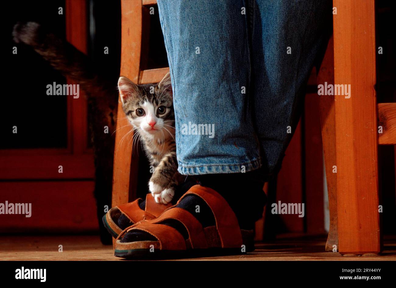 Domestic cat, kitten behind human legs Stock Photo - Alamy