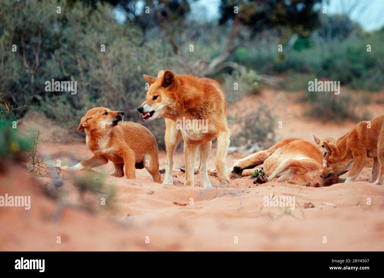 (Canis lupus dingo Stock Photo - Alamy