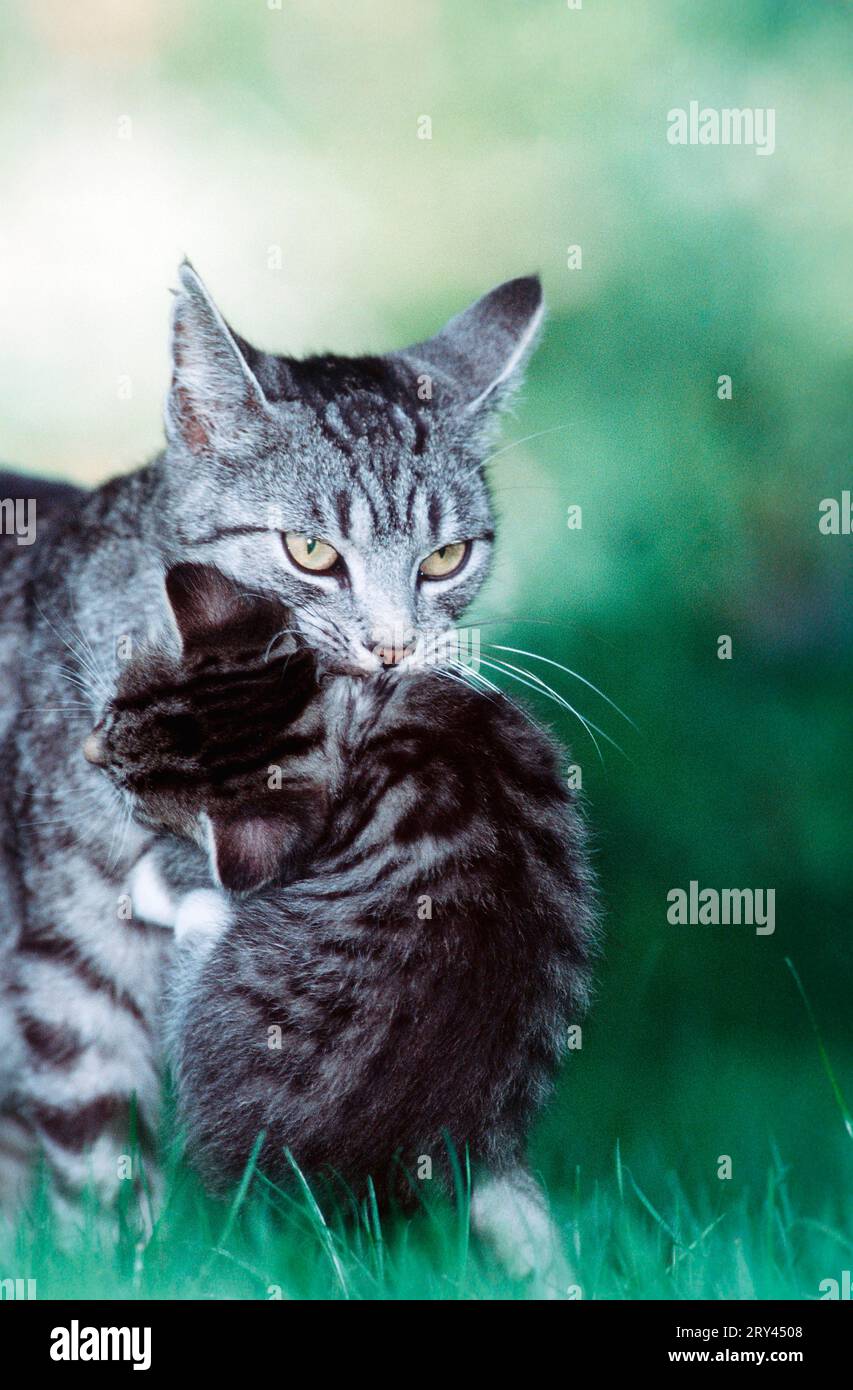 Domestic cat carrying kittens Stock Photo - Alamy