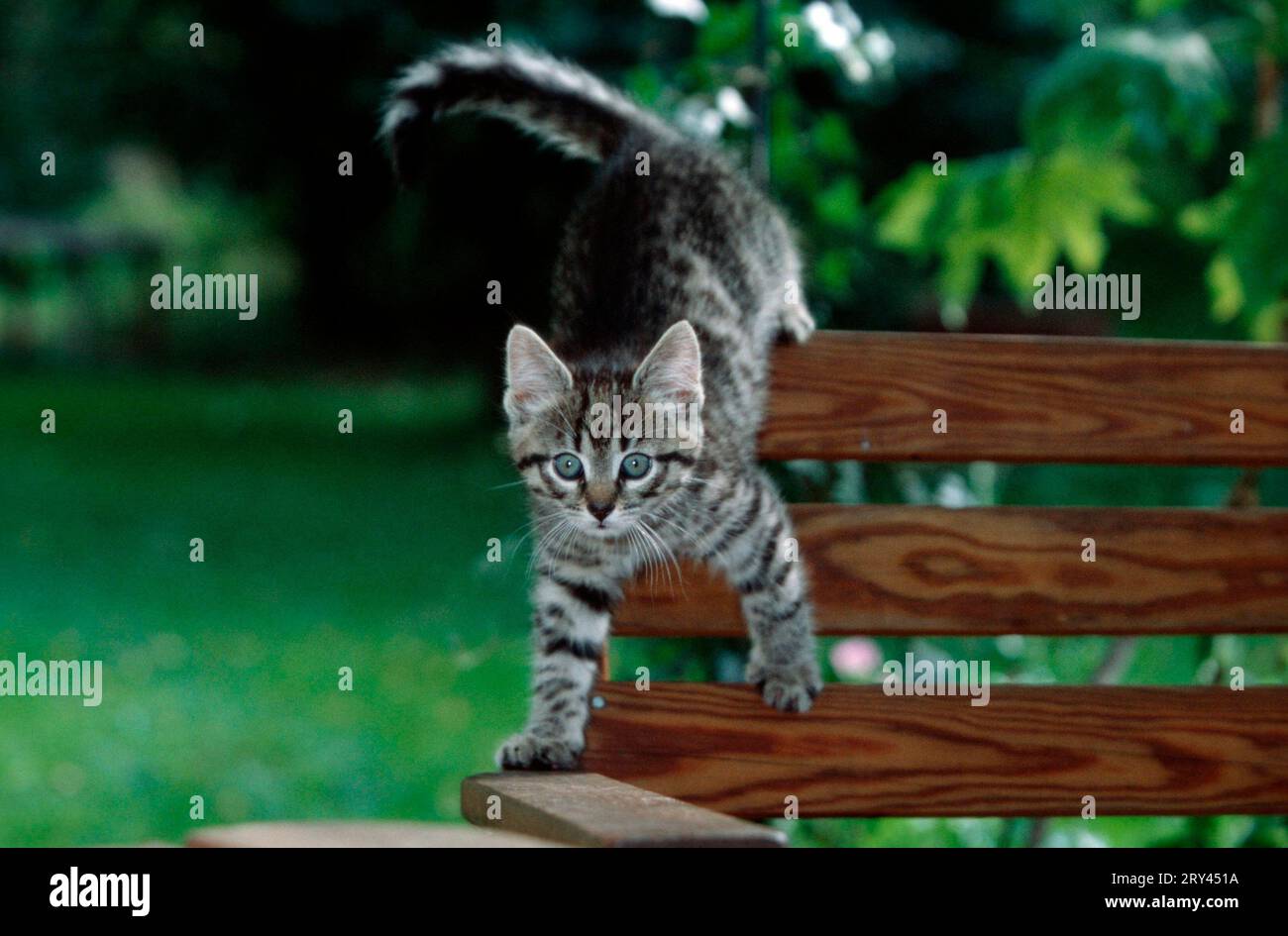 Domestic cat, kitten on garden bench Stock Photo - Alamy