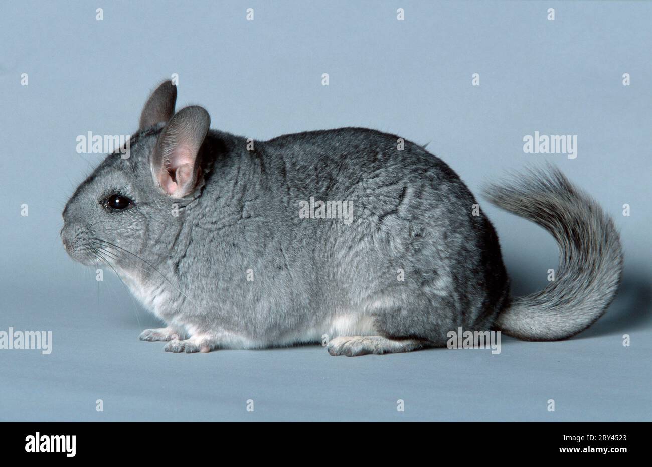 Long tailed chinchilla (Chinchilla lanigera), lateral view Stock Photo ...