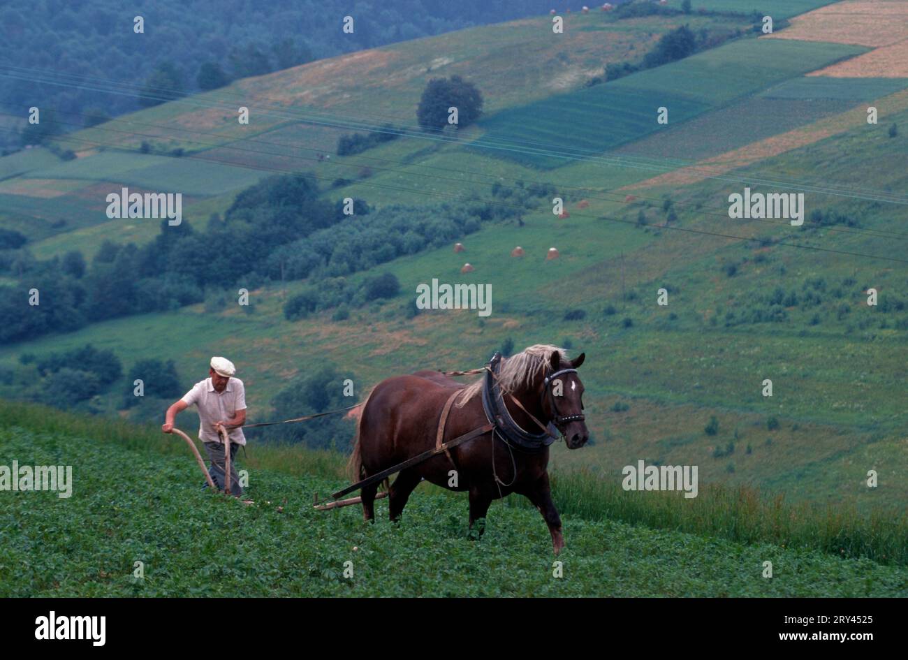 Man ploughing his field with horse plough, ploughing, Poland Stock ...