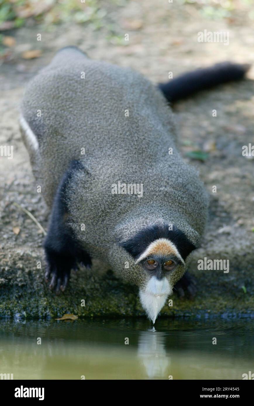 De Brazza's Monkey (Cercopithecus neglectus Stock Photo - Alamy