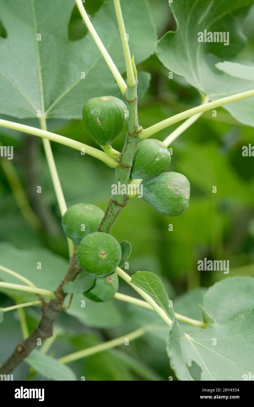 Figs on tree, common fig (Ficus carica) on tree, plants, mulberry ...