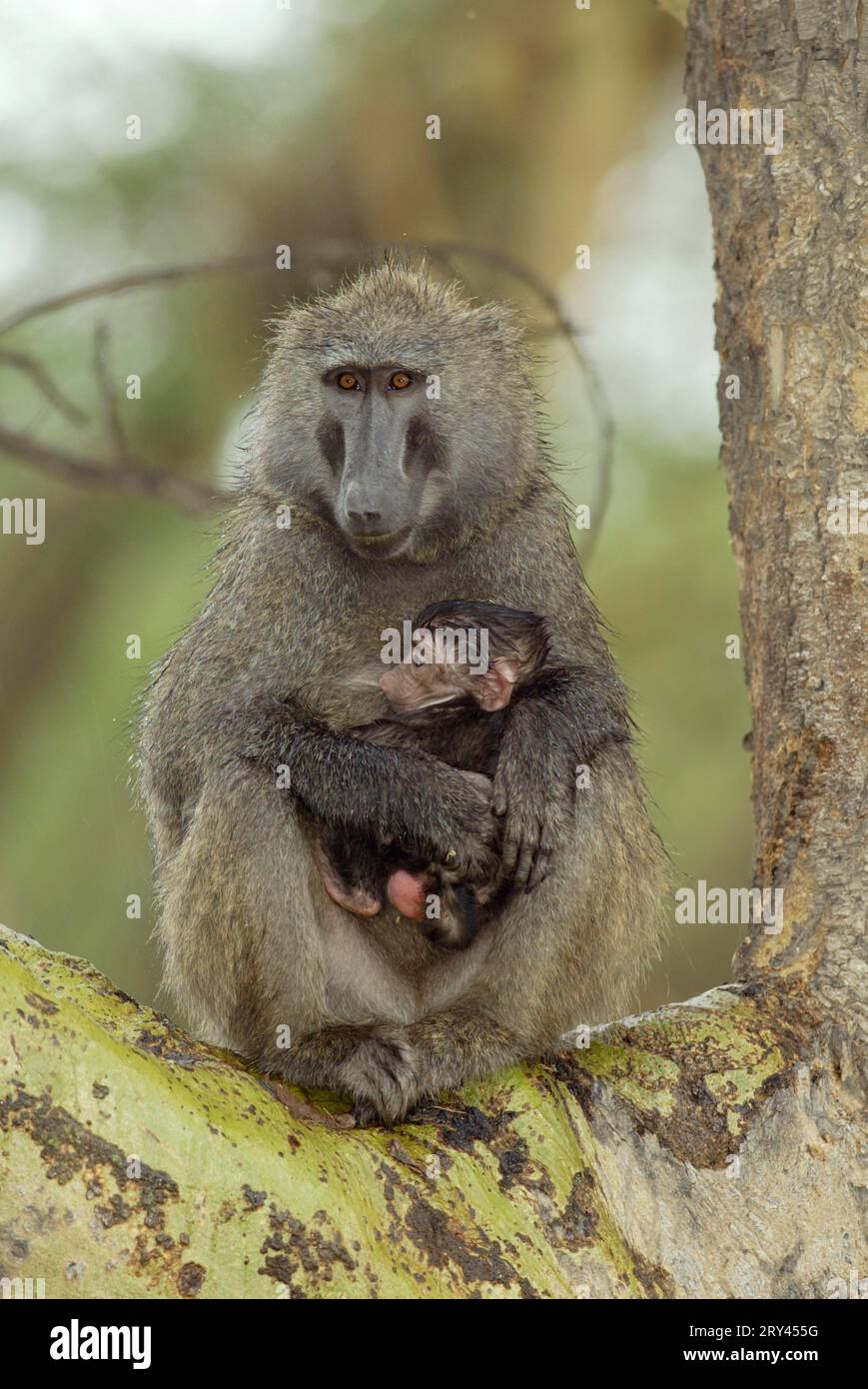 Paviane hi-res stock photography and images - Alamy
