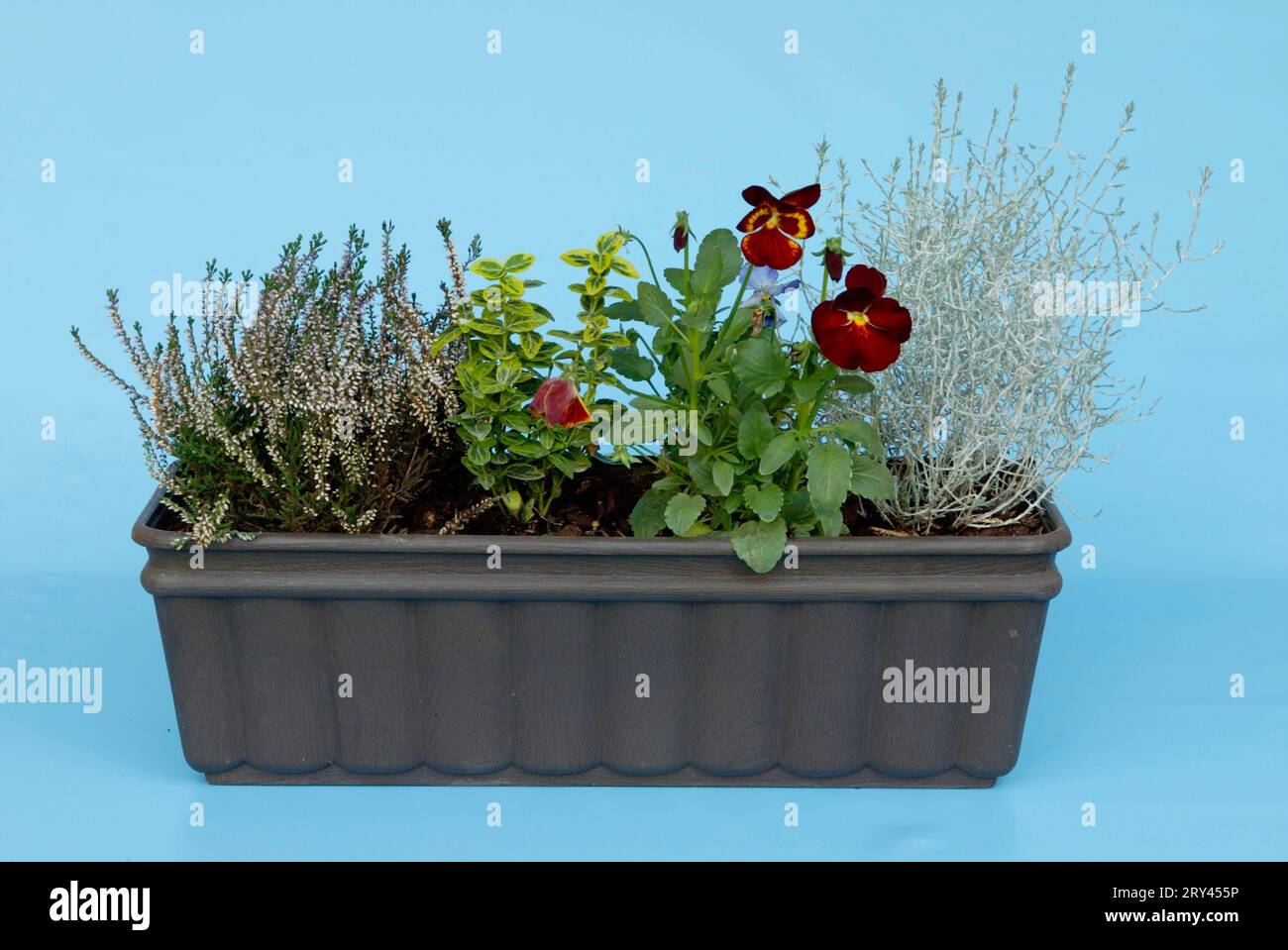 Window Box with erica and pansies, Planted flower box with heather and ...