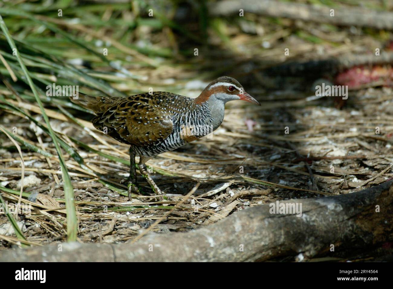 Buff-banded rail (Rallus philippensis) Australia Stock Photo - Alamy