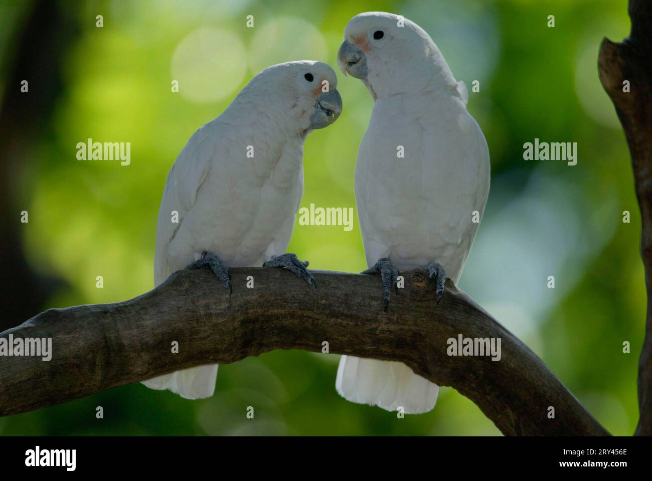 Goffin's Cockatoos, pair (Cacatua goffini), Goffinkakadus, Paar ...