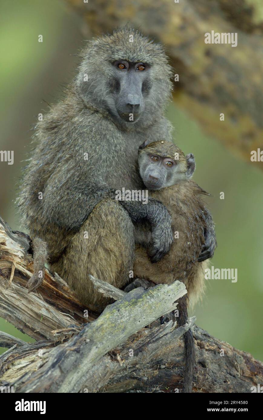Anubis Baboons (Papio anubis), female with young, Nakuru national park ...